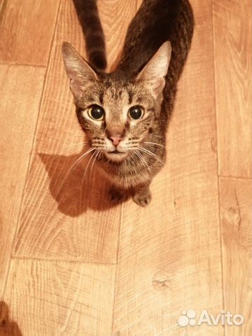 Отдаю кота, кошку и котят