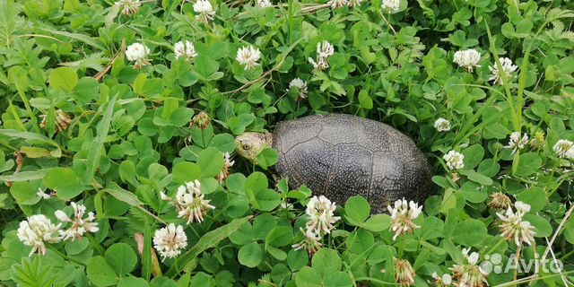 Болотная черепаха