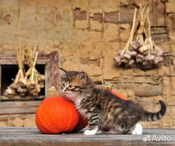 Пушистая милашка лесного окраса с белыми лапками