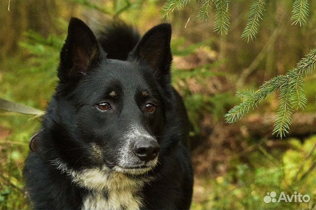 Красивый приютский пёс в добрые руки