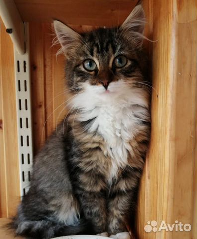 Котенок 4 месяца, Кузя