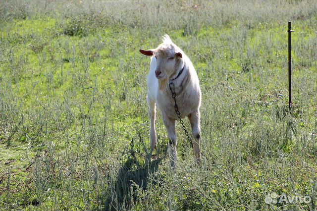 Козёл - производитель