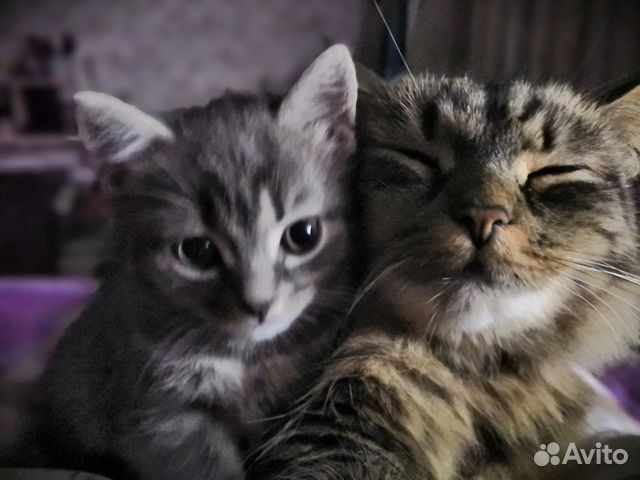 Маленький пушистик в поисках домаДата рождения 15