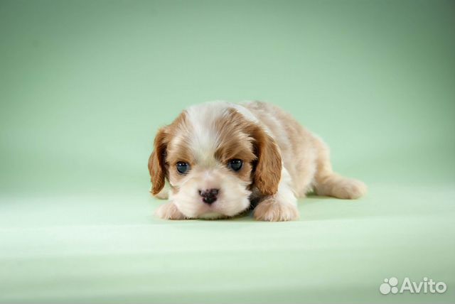 Милый кавалерчик