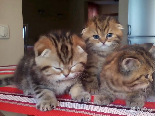 Шотландские клубные котята тигрята