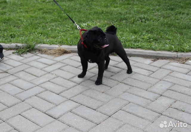 Мопс мальчик подрощенный чёрный