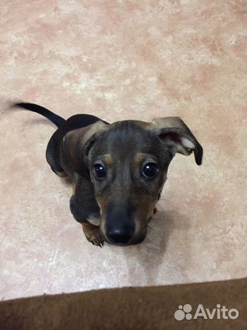 Продам щенка таксы