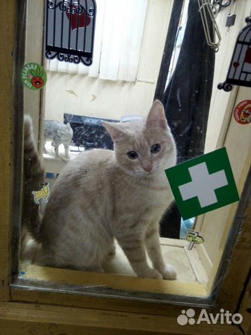 Кот ищет дом