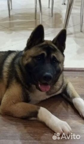 Американская акита