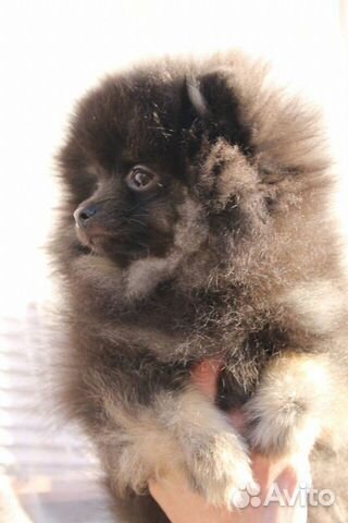 Щенки померашки