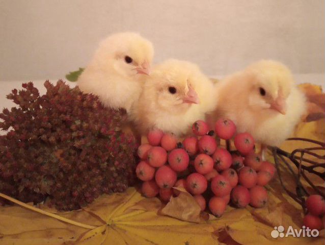 Подрощенные бройлеры, индюшата