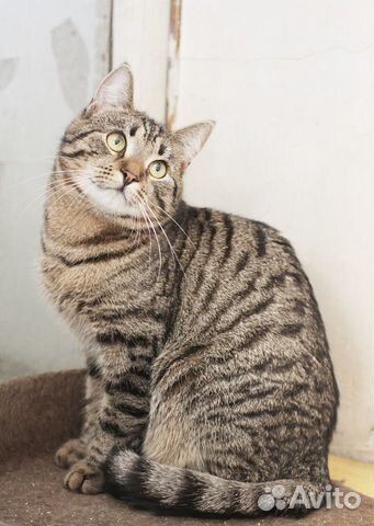 Котик Симба