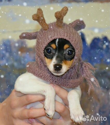 Щенок Той-фокстерьера