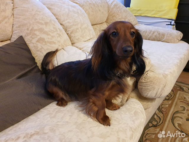 Отдам длинношерстную таксу