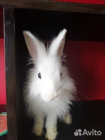 Декоративный кролик с клеткой