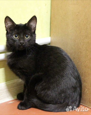 Котёнок 4мес девочка