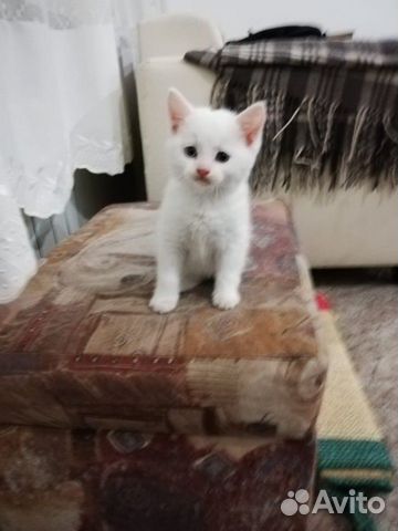 Котенок 1.5 месяцев мальчик