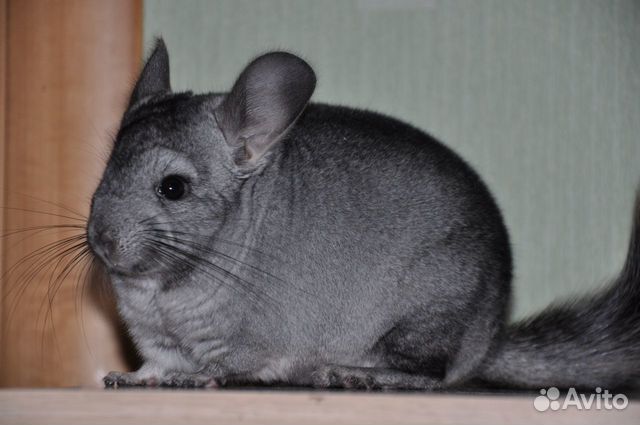 Шиншилла - самочка