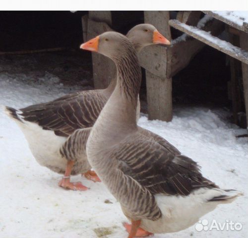 Гуси домашние