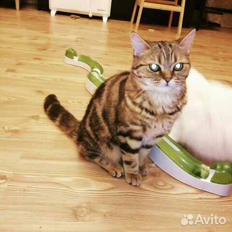 Шотландский котик