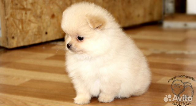 Кремовый померанчик