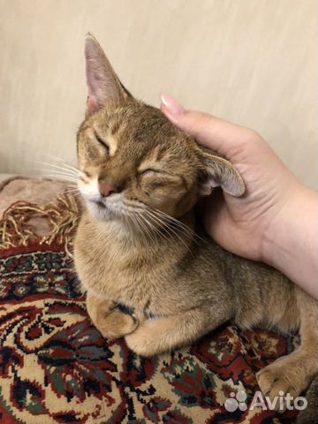 Отдам 2 Абиссинских кошек в добрые руки