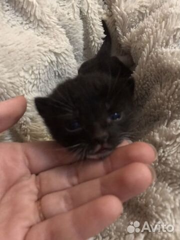 Продам шотландских вислоухих котят