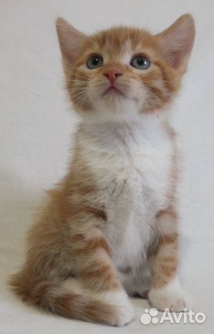 Котенок Рон