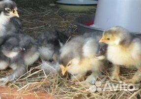 Продам куриц породы кохинхин