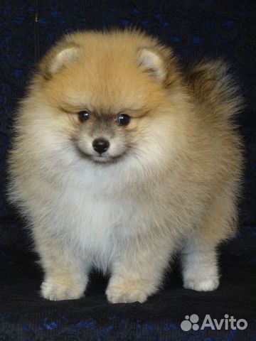 Малыши шпица