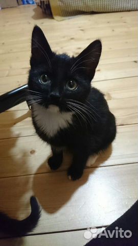 Ваш будущий котёнок