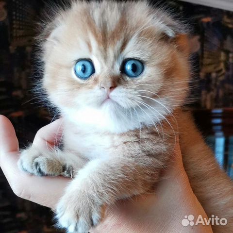 Золотой Король Лев