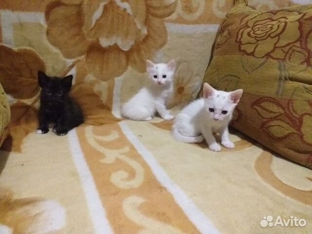 Котятки-мальчишки