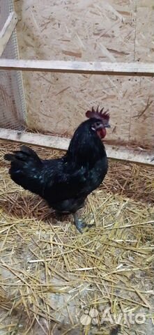 Петух ухейилюй