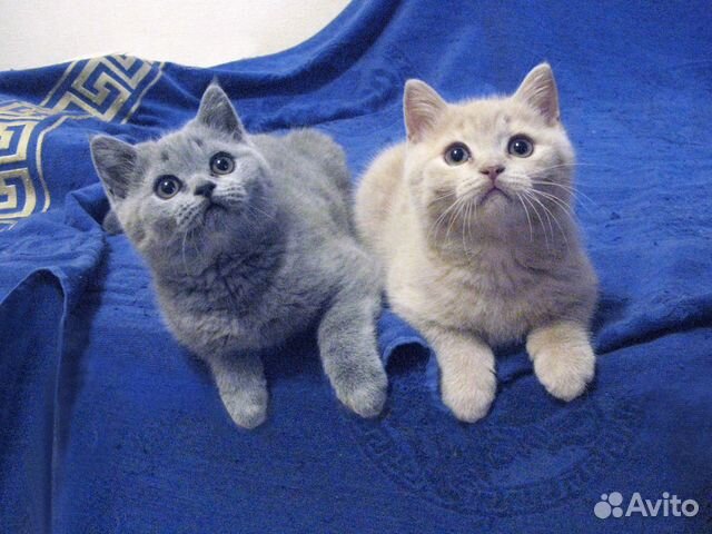 Котята Британцы