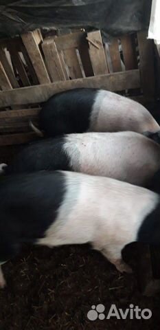 Свиньи на мясо
