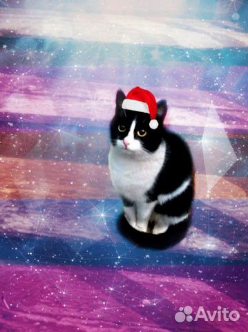 Кошка с приданым ищет хозяев