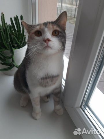 Кошка Анжела