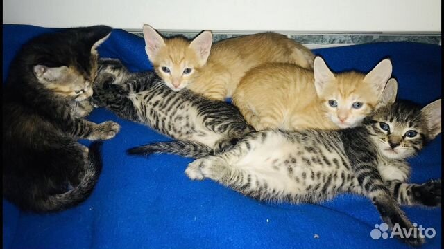 Котята