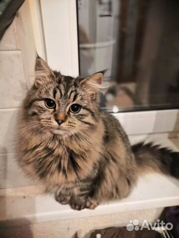 Девочка от персидской шиншиллы