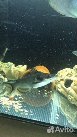 Сом Павлиний глаз