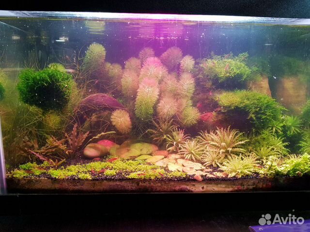 Аквариум 40 литров