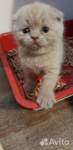 Шотландские котята