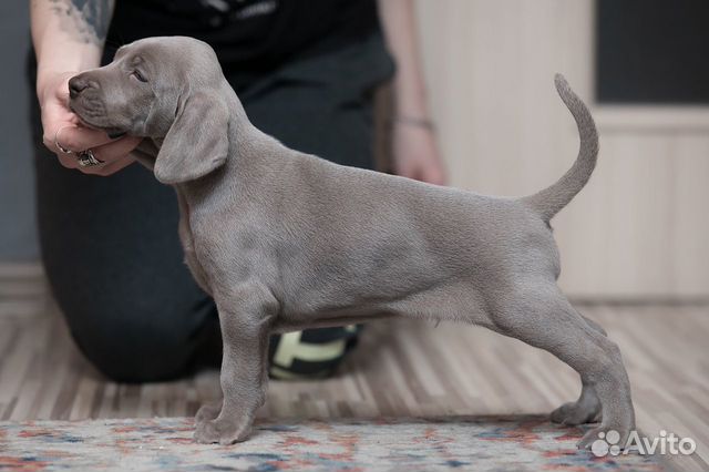 Кобель веймаранера, шоу класс