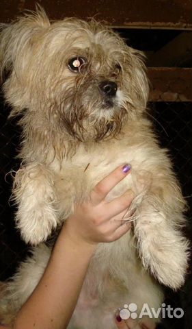 Собачка. Собака. Пёс