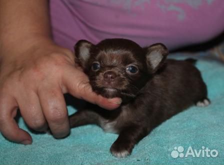 Чихуахуа шоколадные малыши, помет К