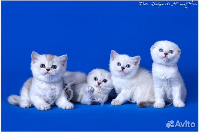 Драгоценные котята