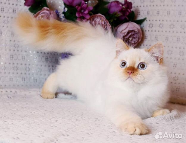 Британский котик