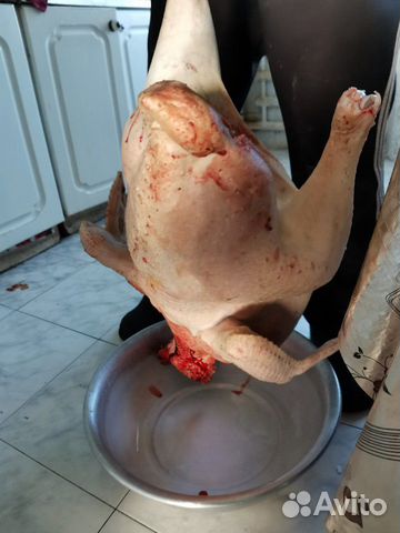 Индюки петухи