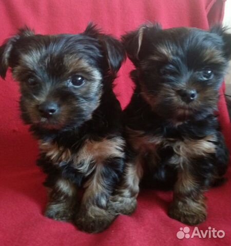 Щеночки 1,5 месяцев готовы к продаже. Прививки по